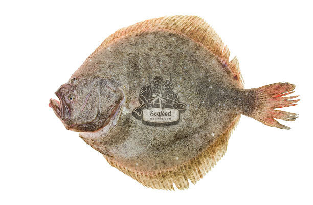 Frozen Turbot Fish -700gm+- 多宝鱼 - Seafood Hamper